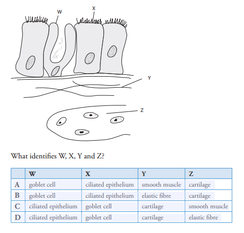 Goblet Cell Diagram