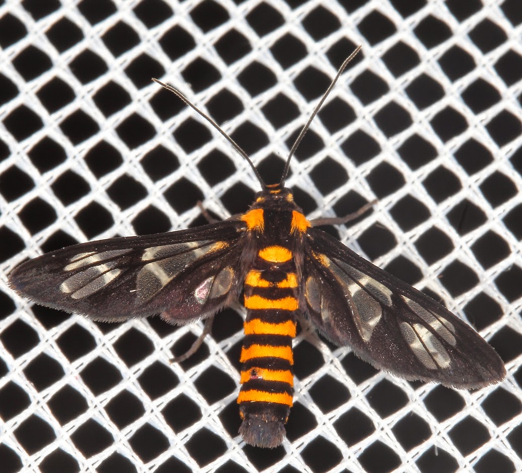 BunyipCo: Spring Moths