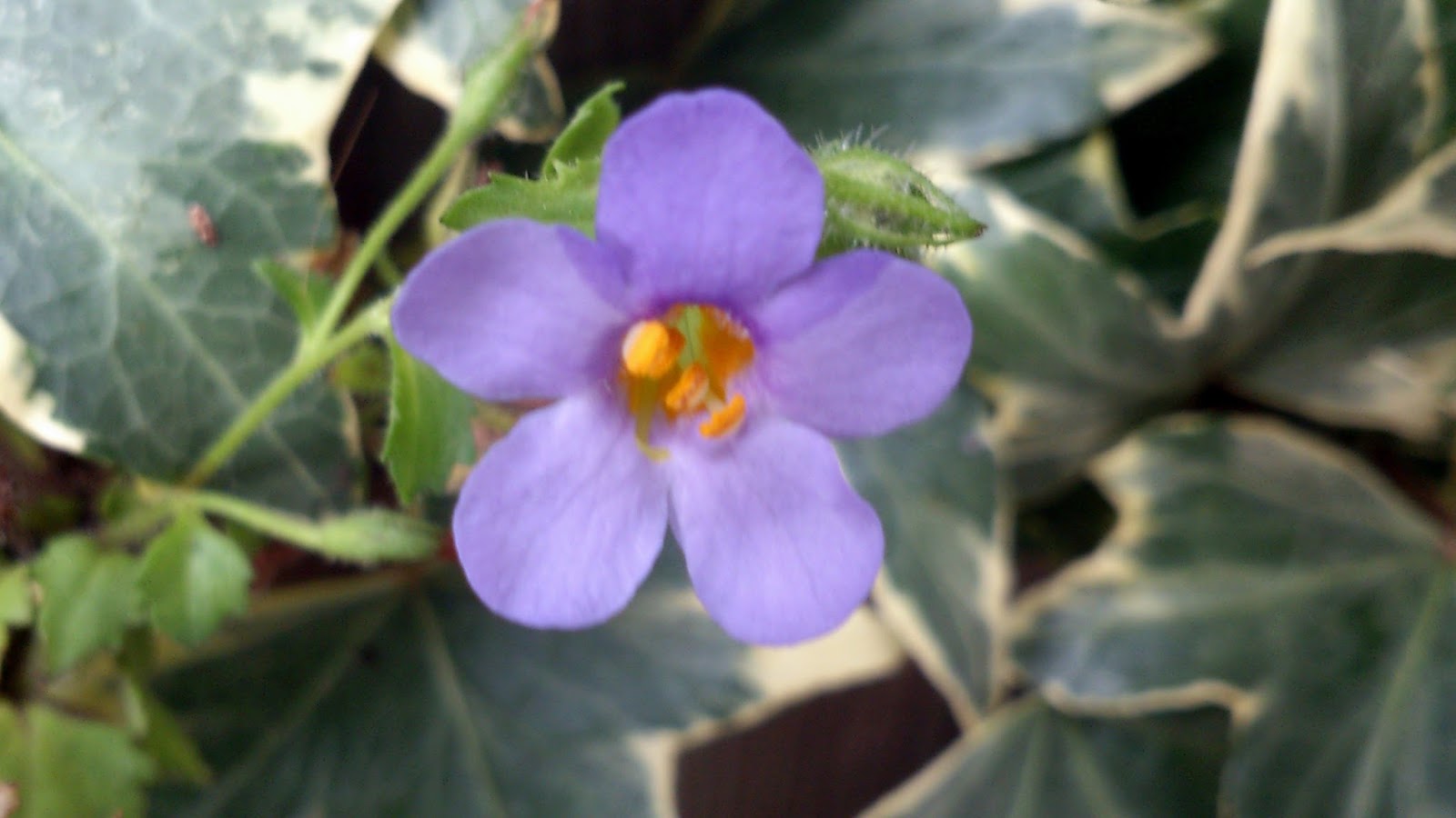 Vademecum Interesting Plants: Sutera diffusus - Sutera rozpierzchła ...