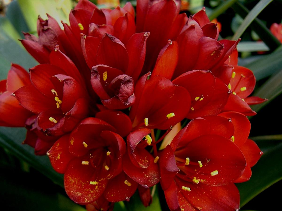 Plantas e Flores: Clivia