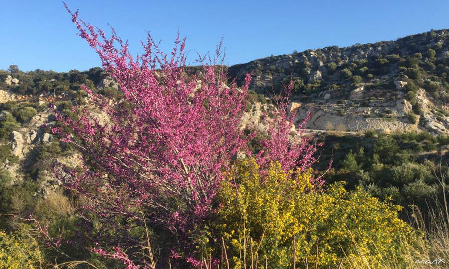 Δρομέας μεγάλων αποστάσεων με καλλιτεχνική φλέβα - ΚΟΥΜΕΪΚΑ ΣΑΜΟΥ