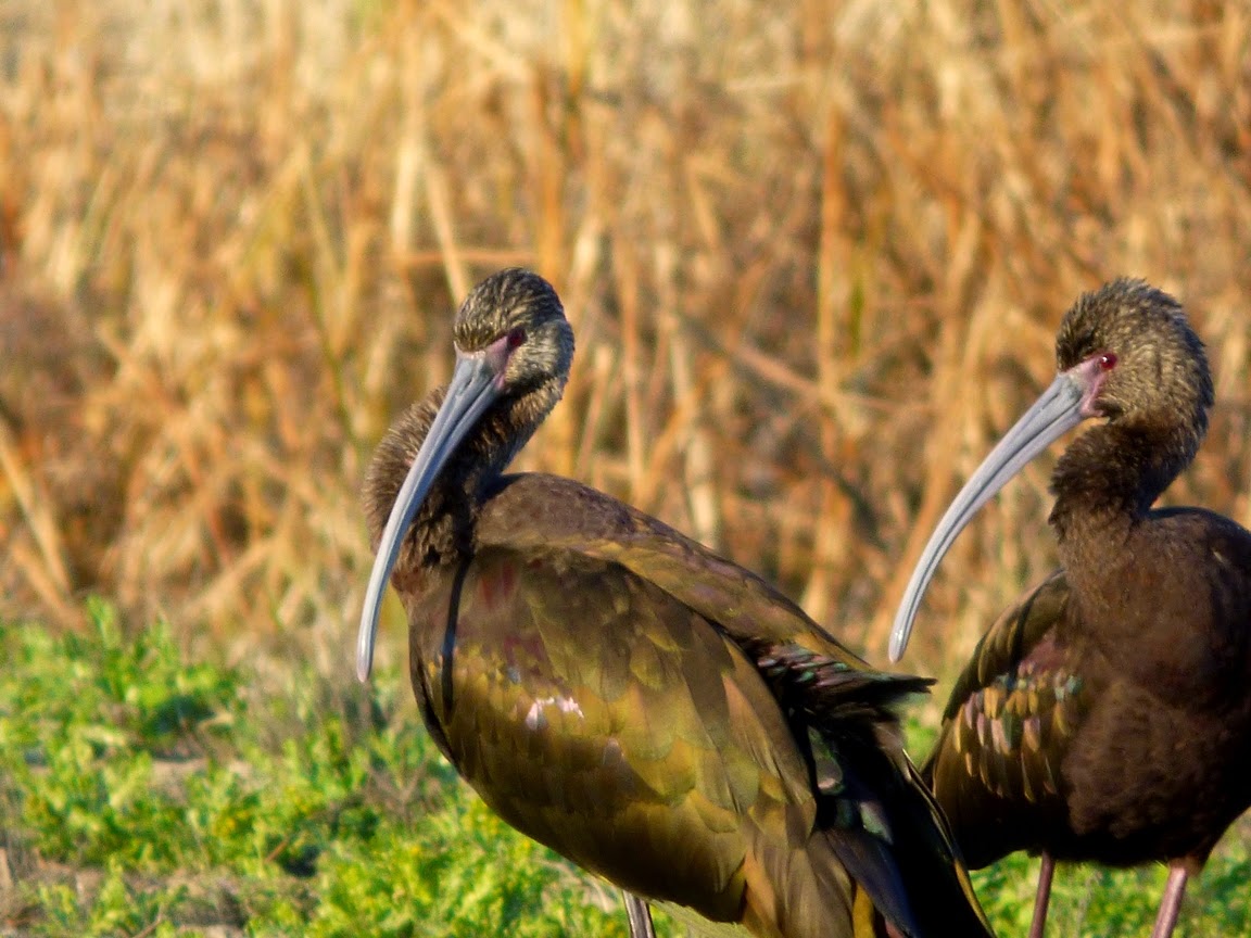 Geotripper's California Birds: Bird of the Day: White-faced Ibis at ...