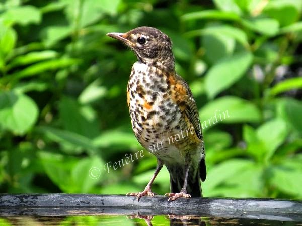 FENÊTRE SUR MES PHOTOS: Merle d'Amérique juvénile - Baignade - Vidéo