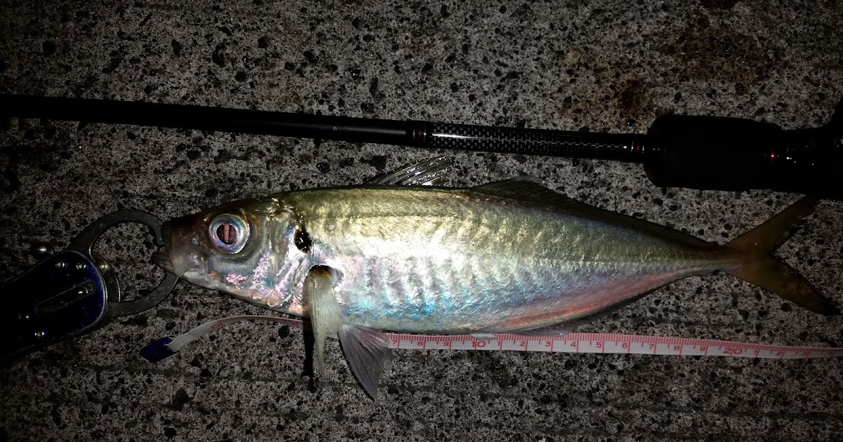 Ajing for beginner by a beginner : Ajing fishing - Part 1- Intro