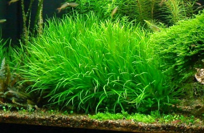 Acvaristi Oradea: Plante de acvariu