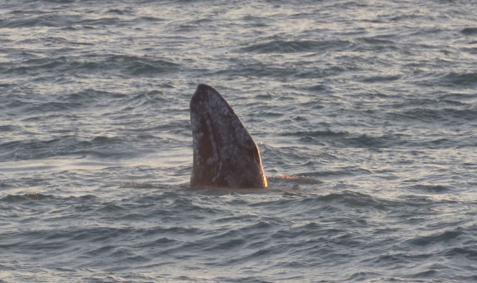 Watching for Whales | Malibu Blogger