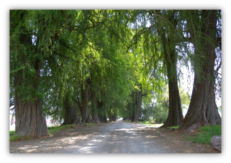 VENERABLES ÁRBOLES