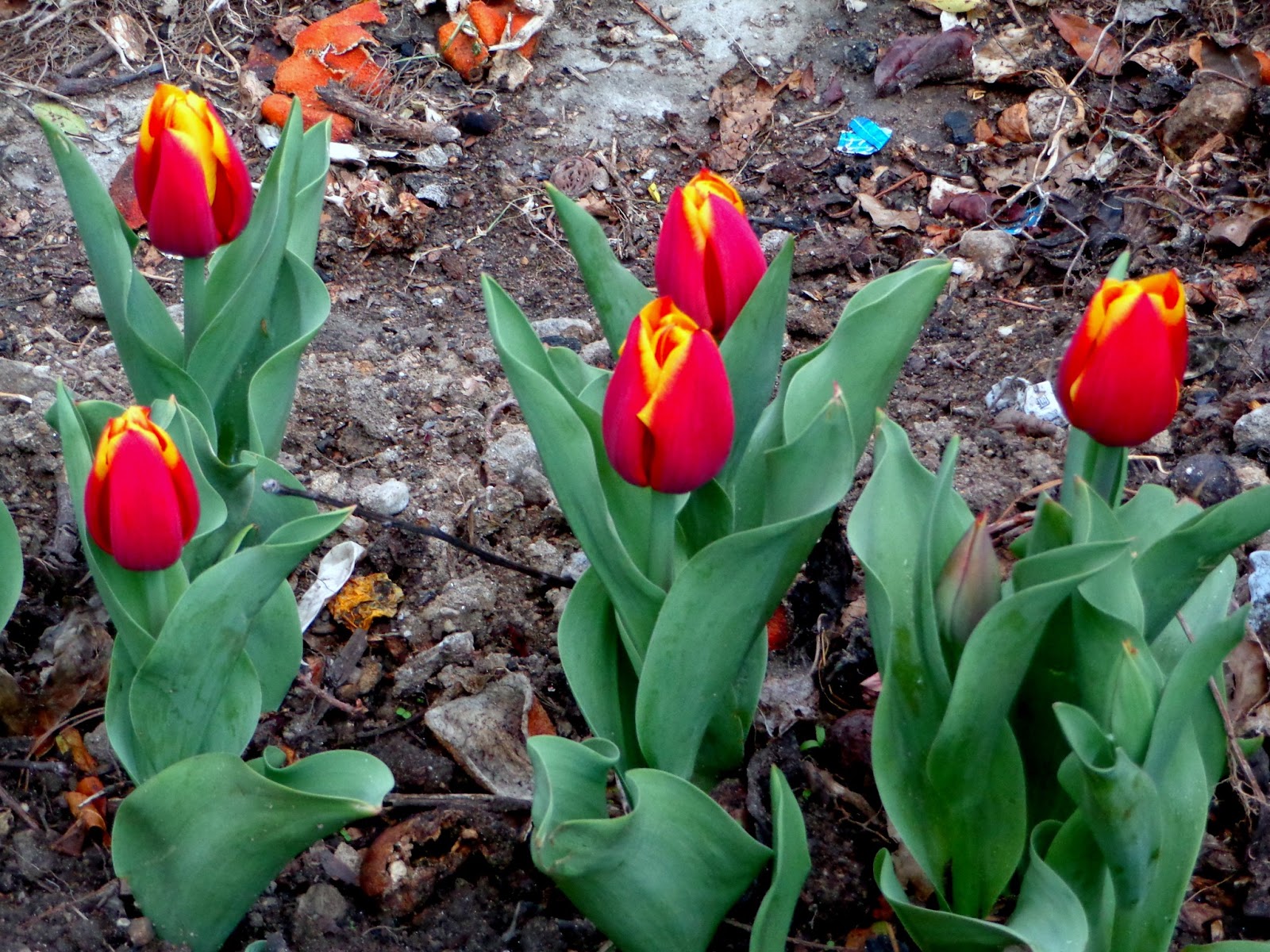 Riku Dhan Subba's Blog: Tulip in Bhutan