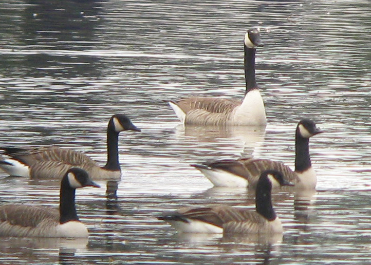 Pioneer Birding: MA - probable 'Giant' Canada Goose - 10/20