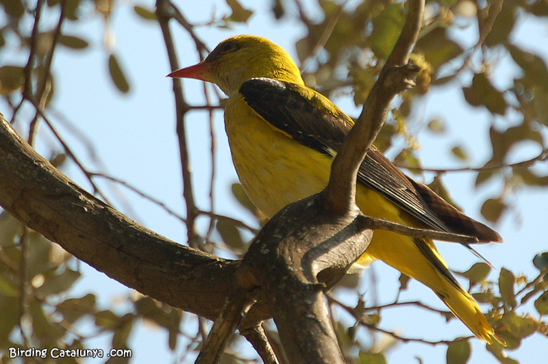 Birding Catalunya: Ocells del Parc Samà