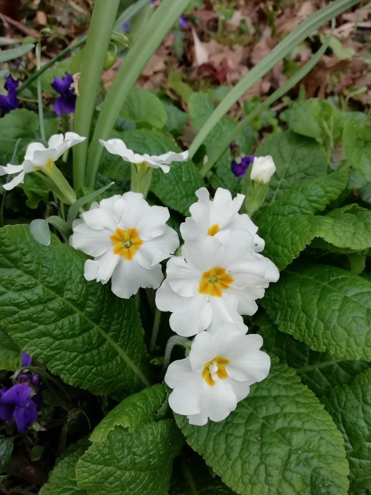 Primevère des jardins, Primula, Famille Primulacées Primevère des jardins, Primula, Famille Primulacées