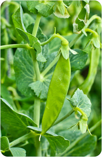 You know how we're an art family...: Urban Farm Tour