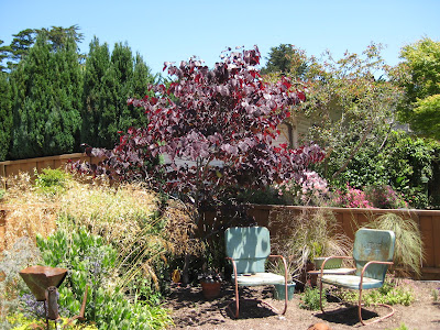 Trees of Santa Cruz County: Cercis canadensis 'Forest Pansy' - Forest ...