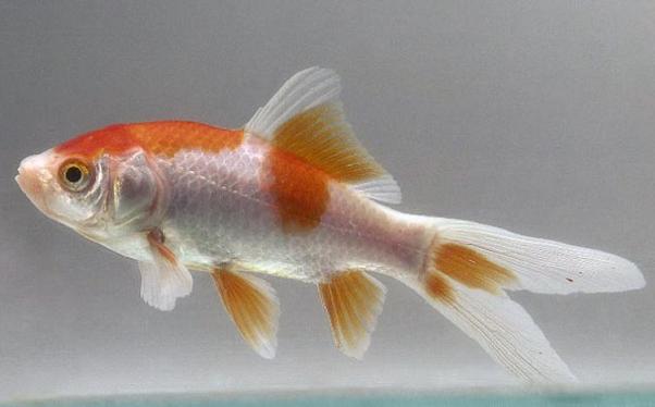 Marine Life: Sarasa Comet Goldfish