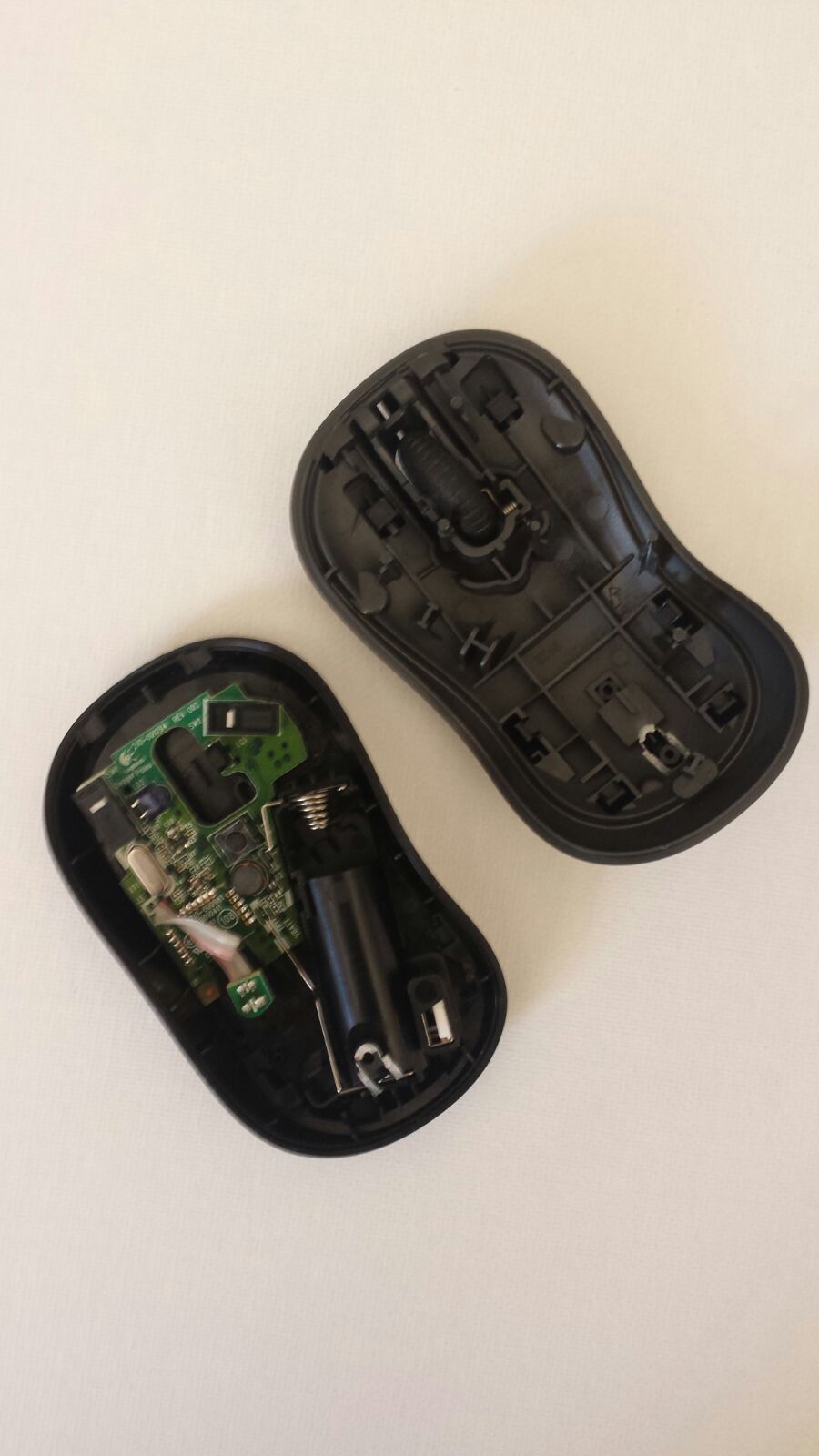 ammai: anatomy of the mouse