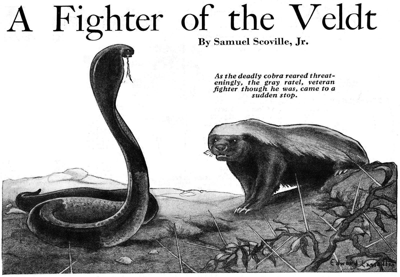From Stillwater: A Fighter of the Veldt