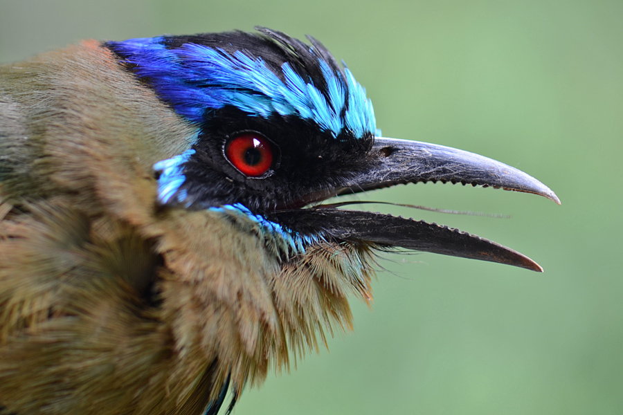Bellas Aves de El Salvador: Momotus momota coeruliceps (talapo, pájaro ...