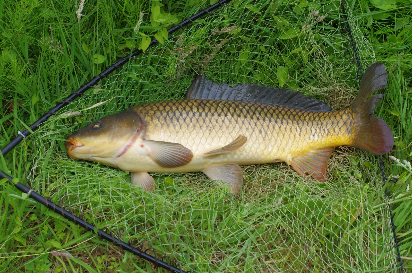 De belevenissen van een "Karper"visser.!: Karper en Koikarper in zicht