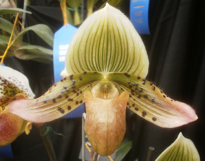 Plants are the Strangest People: 2016