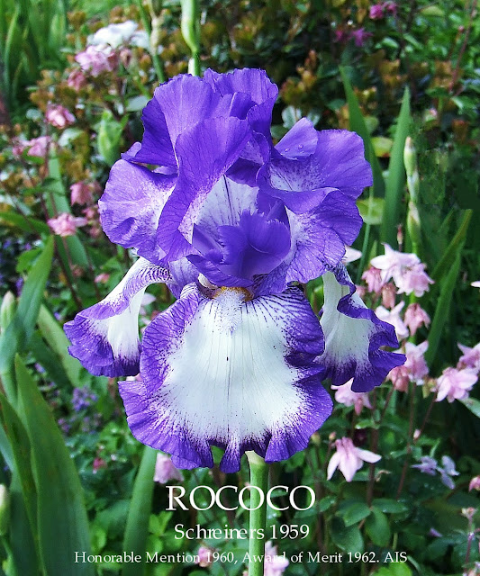 Tall Bearded Iris ROCOCO ~ HERITAGE IRISES