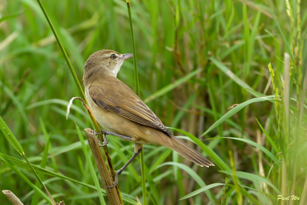 Southern Wings: Sg Balang 6th Nov