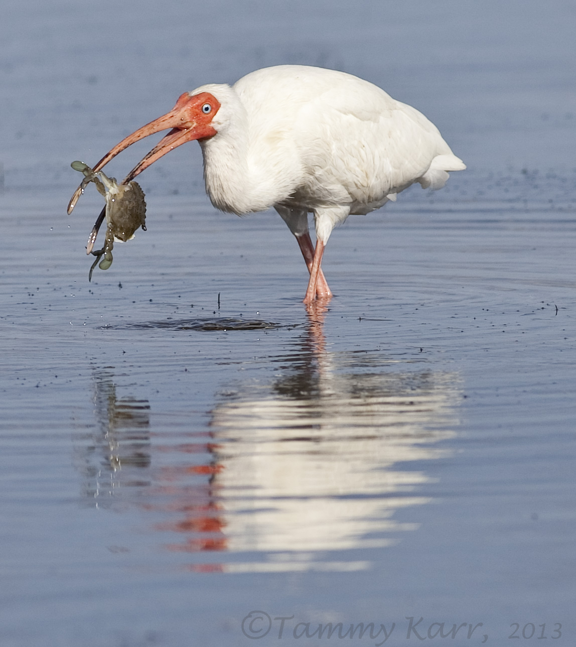 Birding Is Fun!: Behind Blue Eyes