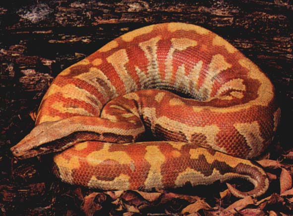 Blood Python
