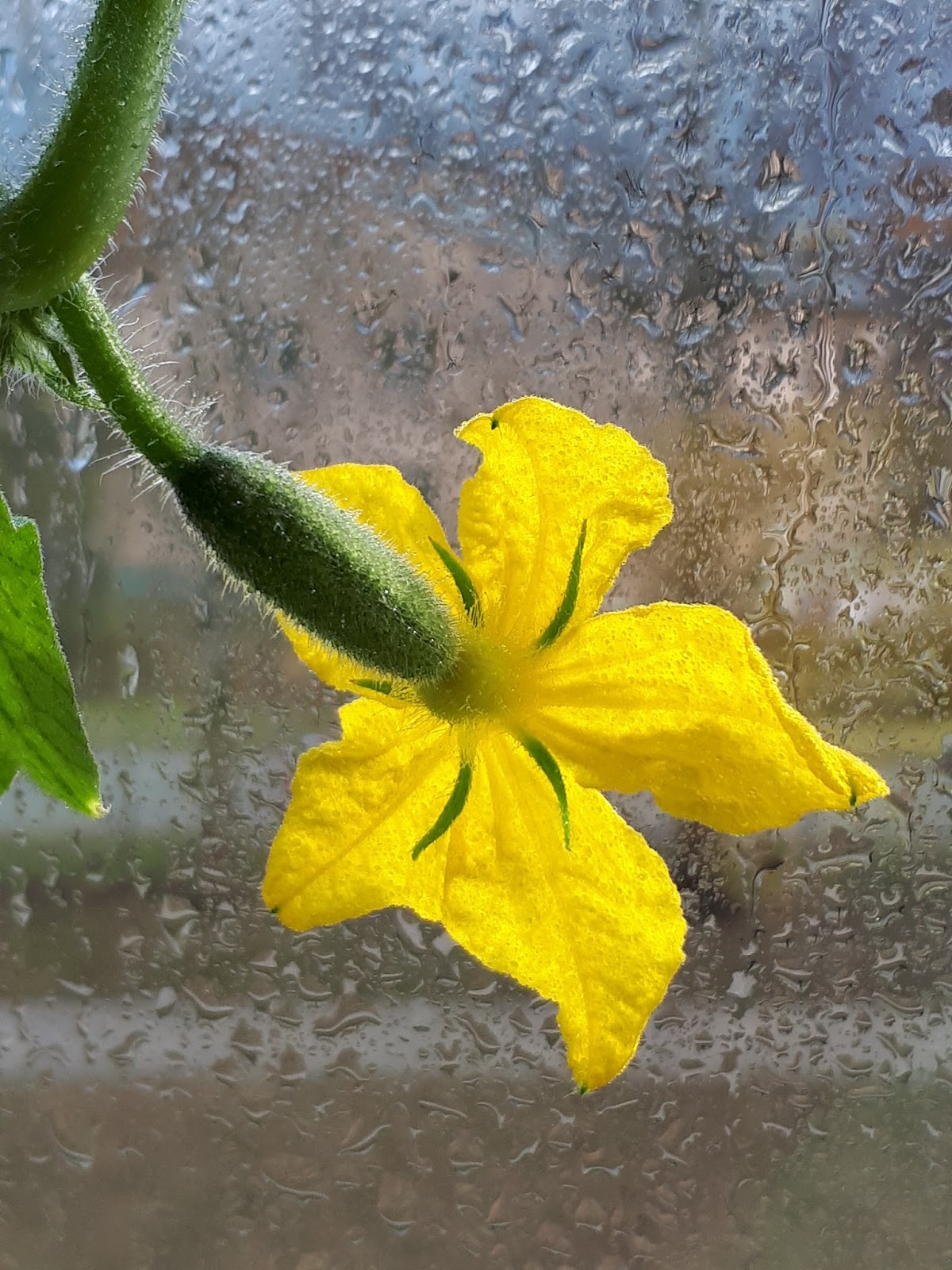 TIHASED ON KURGISÕBRAD