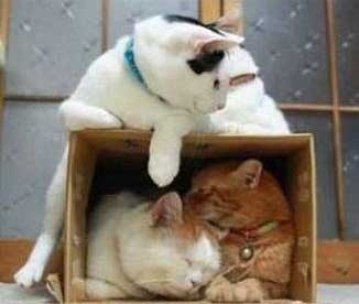 Friendship Between Cats