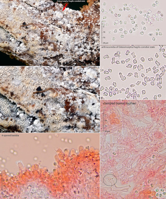 Trechispora stevensonii (Berk. & Broome) K.H. Larss. • CEMAS