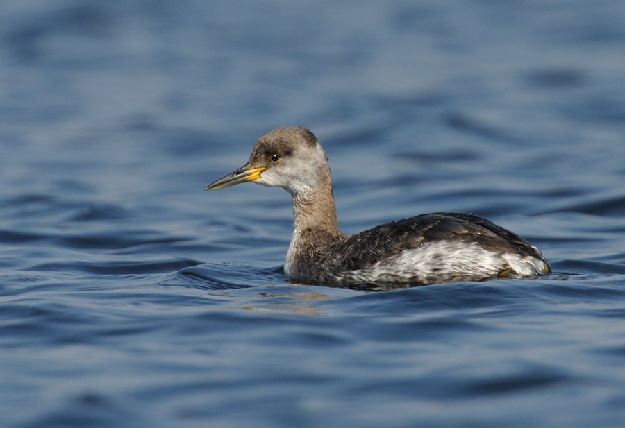 Steve Rogers birding: Red-necked Grebe at Siblyback Reservoir, Cornwall
