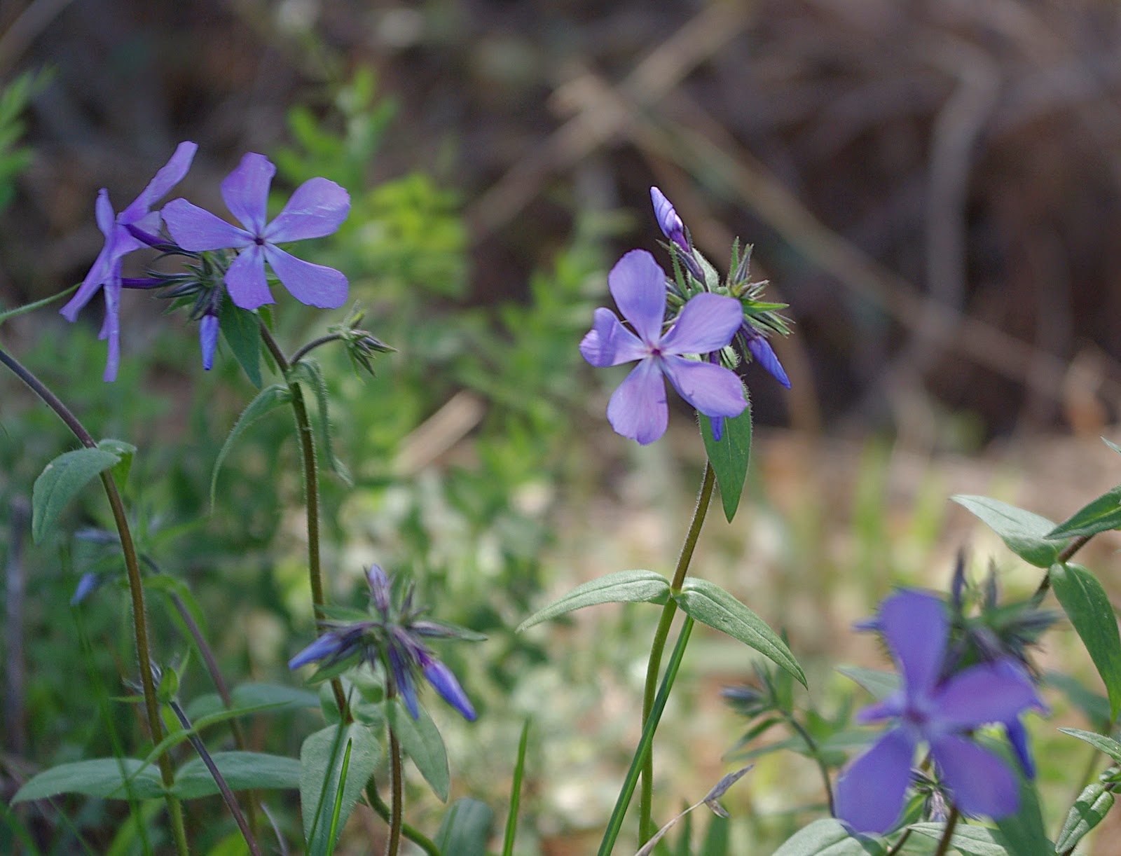 sweetbay: Blooming Friday