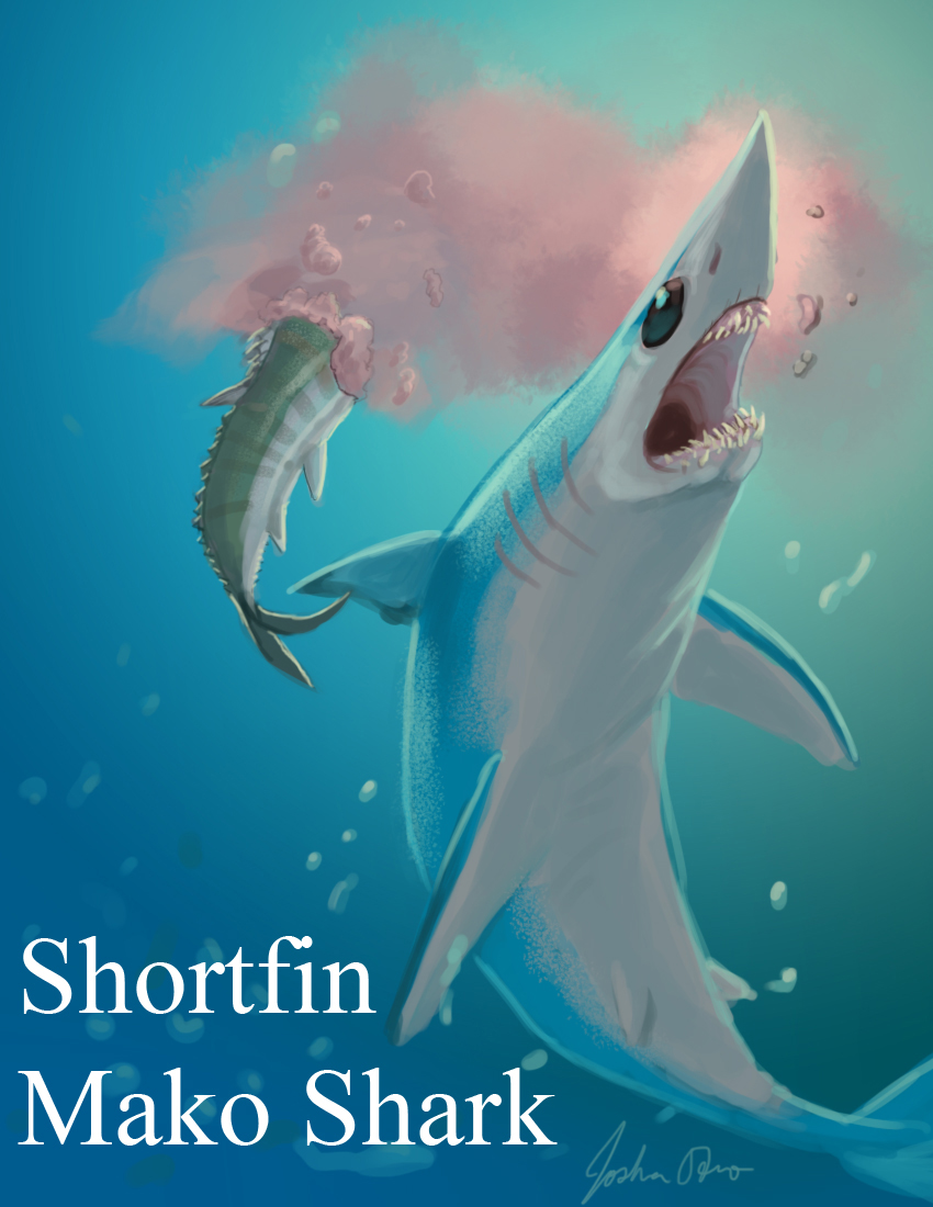 Joshua Otero: Shark Week! Shortfin Mako Shark