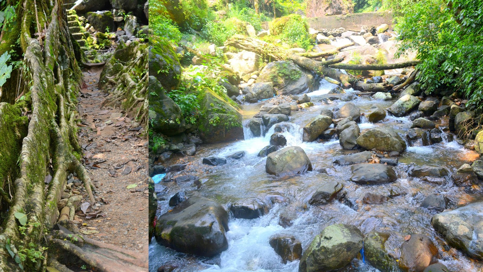 Cherrapunji, Meghalaya - Double Decker Living Root Bridge and Rainbow ...