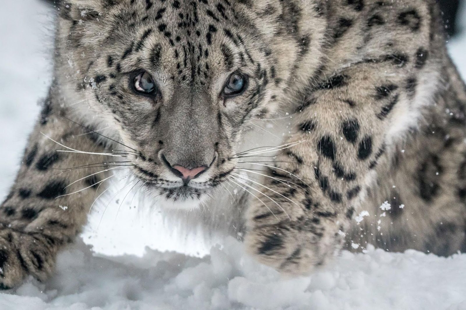 Alguns dos Animais Mais Coloridos do Planeta - Mundo em Fotos