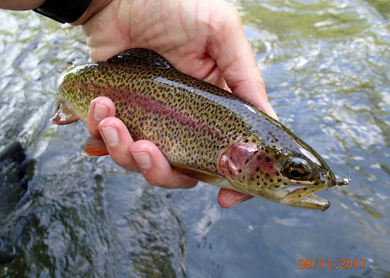 Bobcat Hollow Fly Fishing/Tying: Tennessee Weekend