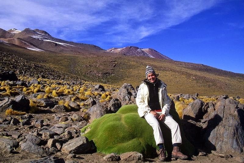 Yareta or Llareta – The 3,000 Years Old Plant