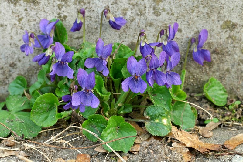 Violetas en el jardín. Viola odorata