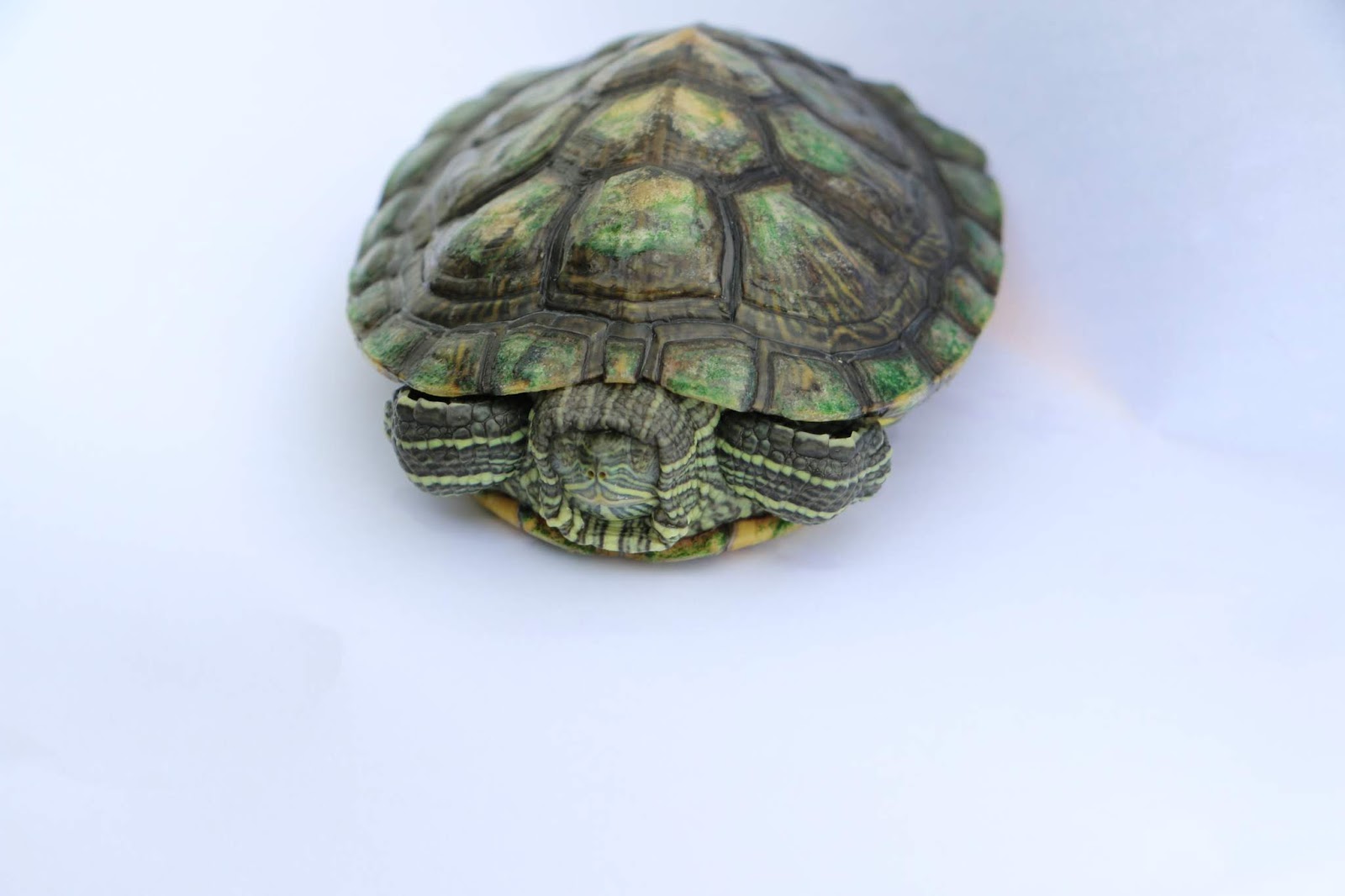 Be Kind To Pets, Vet case studies, Photography tips, Travel Stories ...