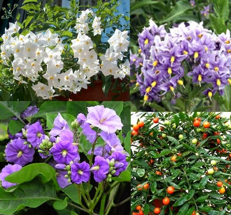 Fiori&Fiori: Solanum