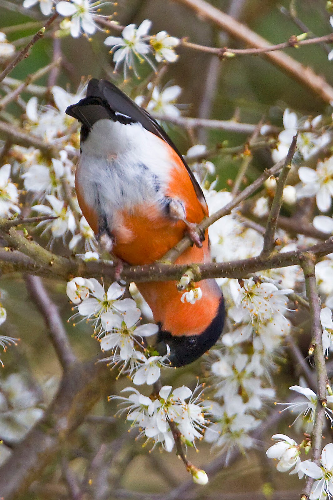 PETER'S PORTFOLIO..............Bird & Wildlife Photography: Bullfinch