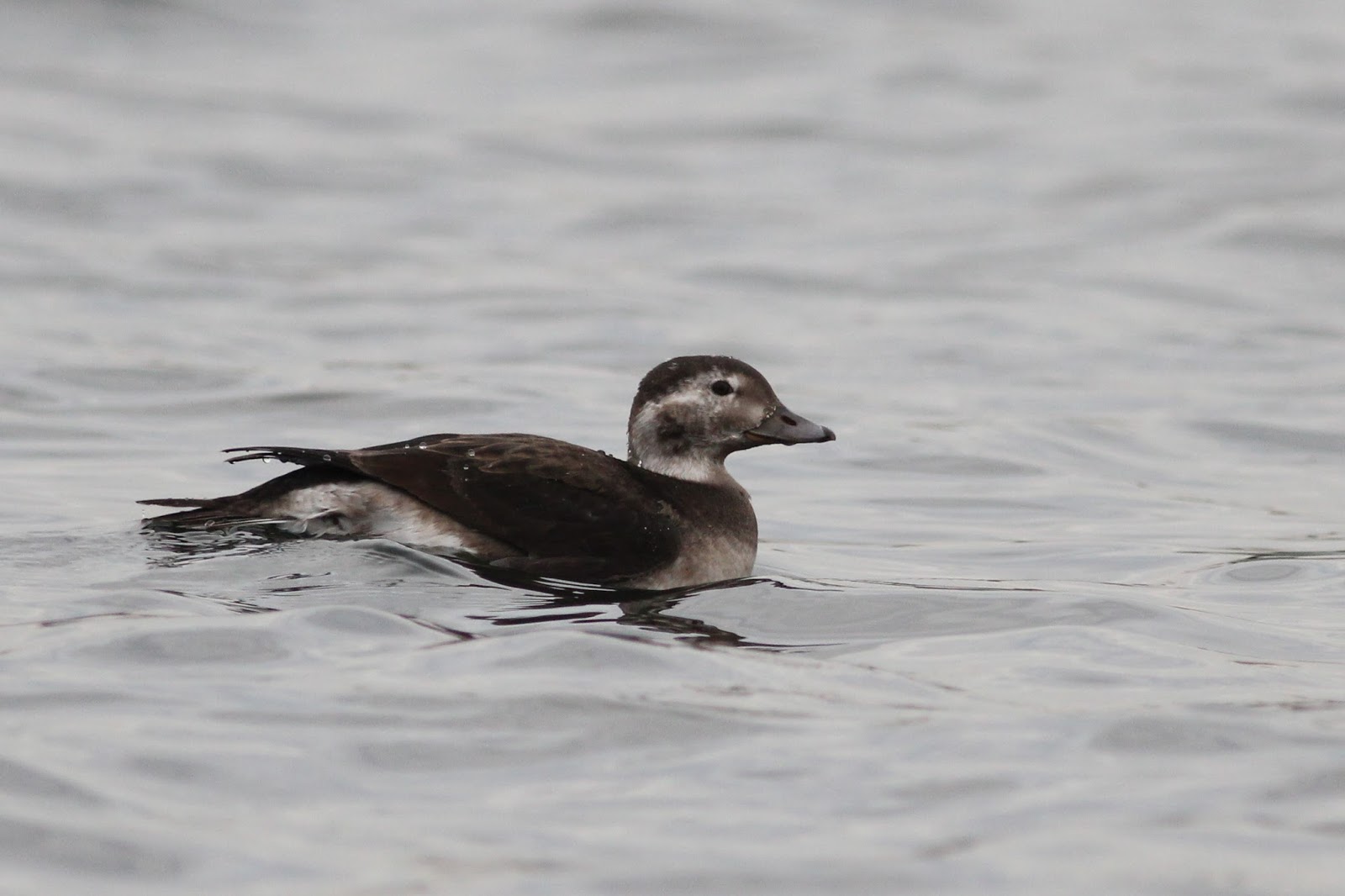 Hornsea Wildlife and Walks: Long-tailed Duck and Common Scoter
