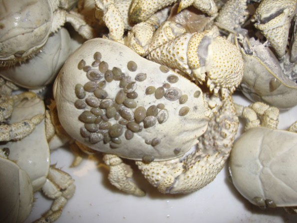 5 Spesies Hewan Paling Aneh Di Benua Antartika