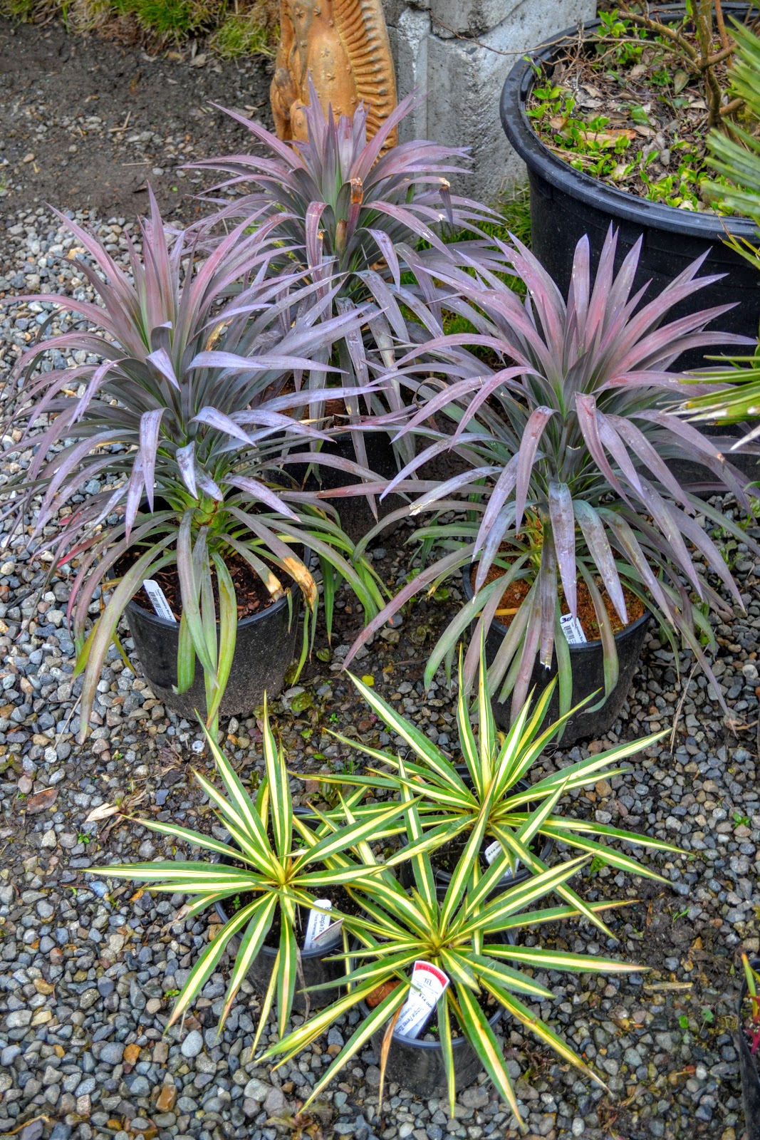 The Outlaw Gardener: Saturday at Jungle Fever