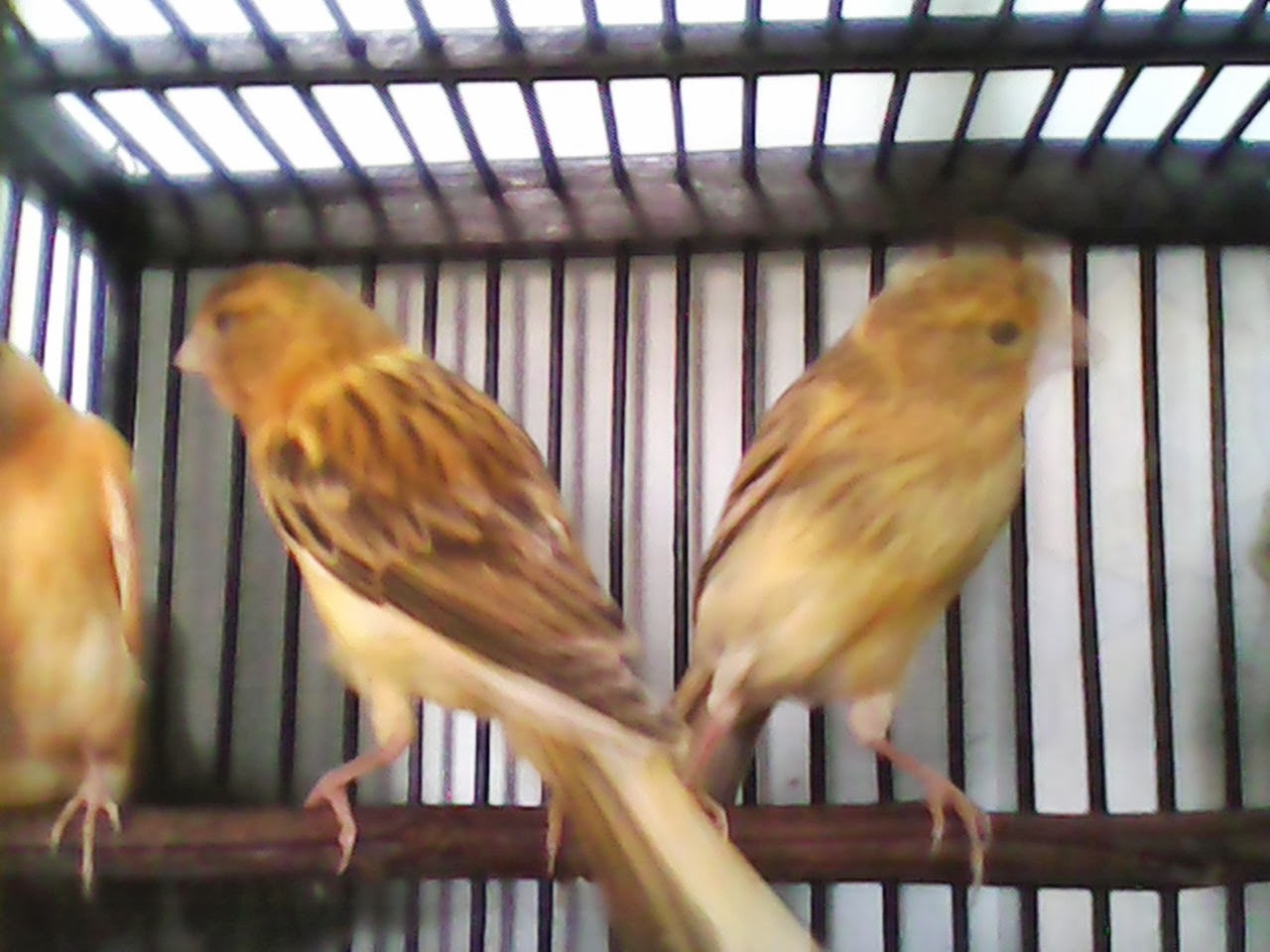 PUSAT KENARI LOKAL BANDUNG: Anakan Merlok Dan Isabel