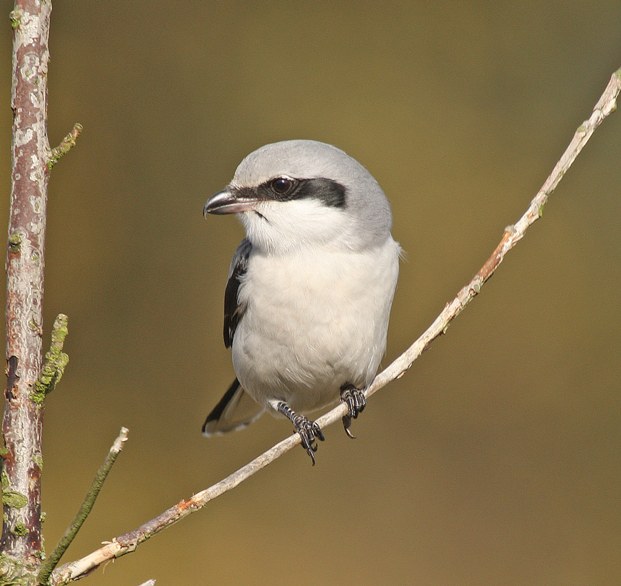 Rare & Scarce Birds In Britain: Great Grey Shrike