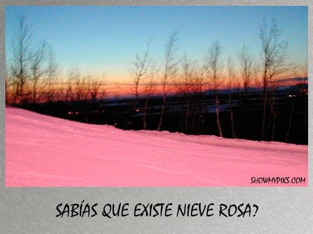 ShowMyPiks: Nieve rosa - Neige rose