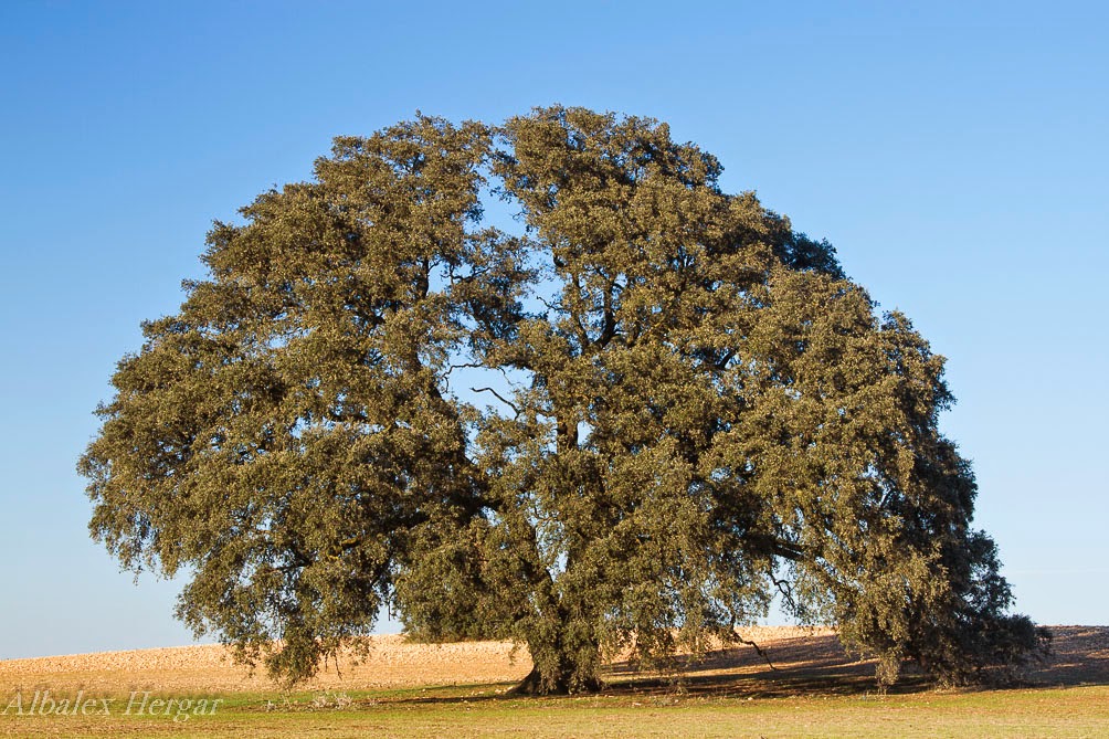 METEOTRASSIERRA: Visita a la encina milenaria de Rute