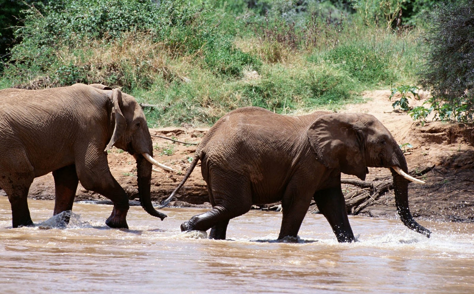 Olifanten Achtergronden