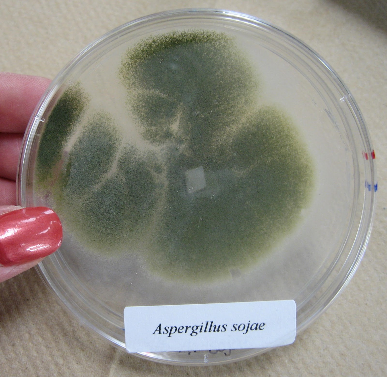 Aspergillus sojae - Alchetron, The Free Social Encyclopedia